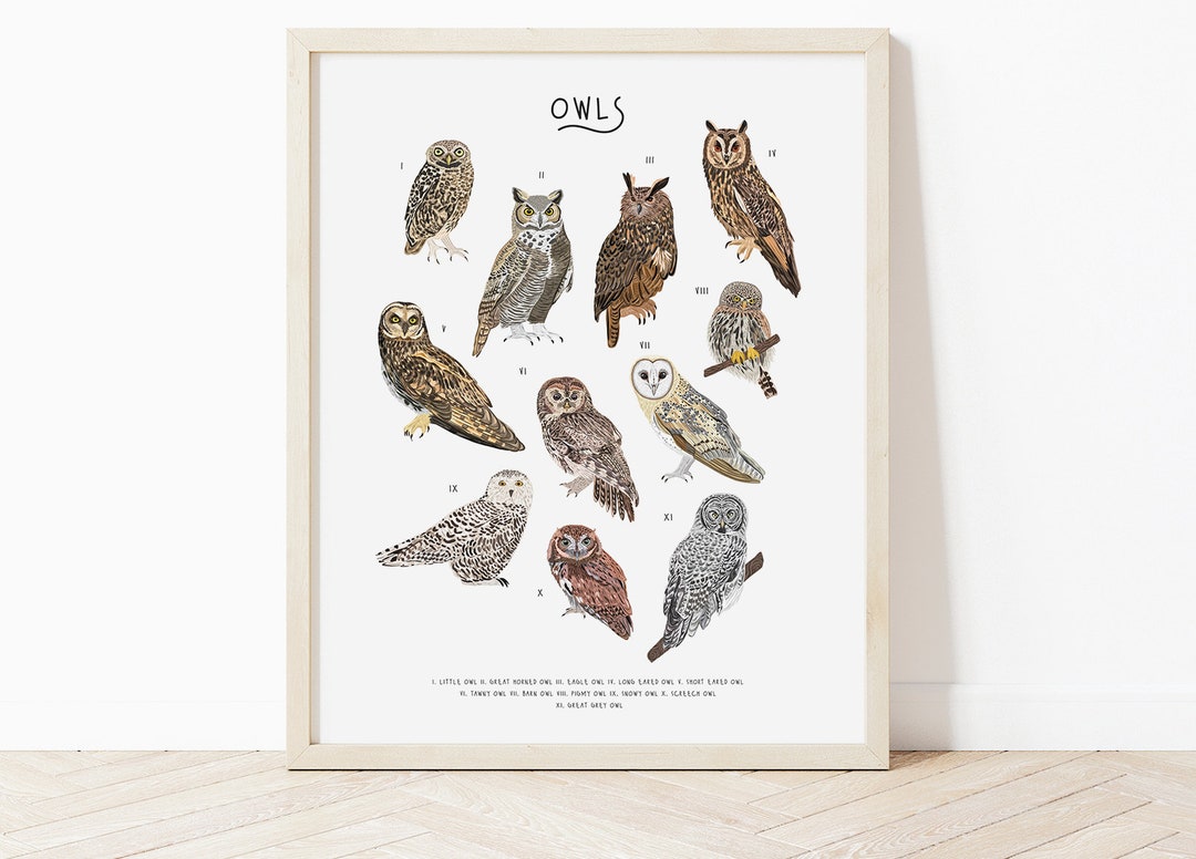 Owl Poster, Types of Owls, Nature Lovers Print, Owl Identification ...