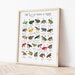A-Z of Frogs & Toads Poster, Frogs Alphabet, Types of Frogs Print ...