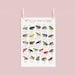 A-Z of Frogs & Toads Poster, Frogs Alphabet, Types of Frogs Print ...