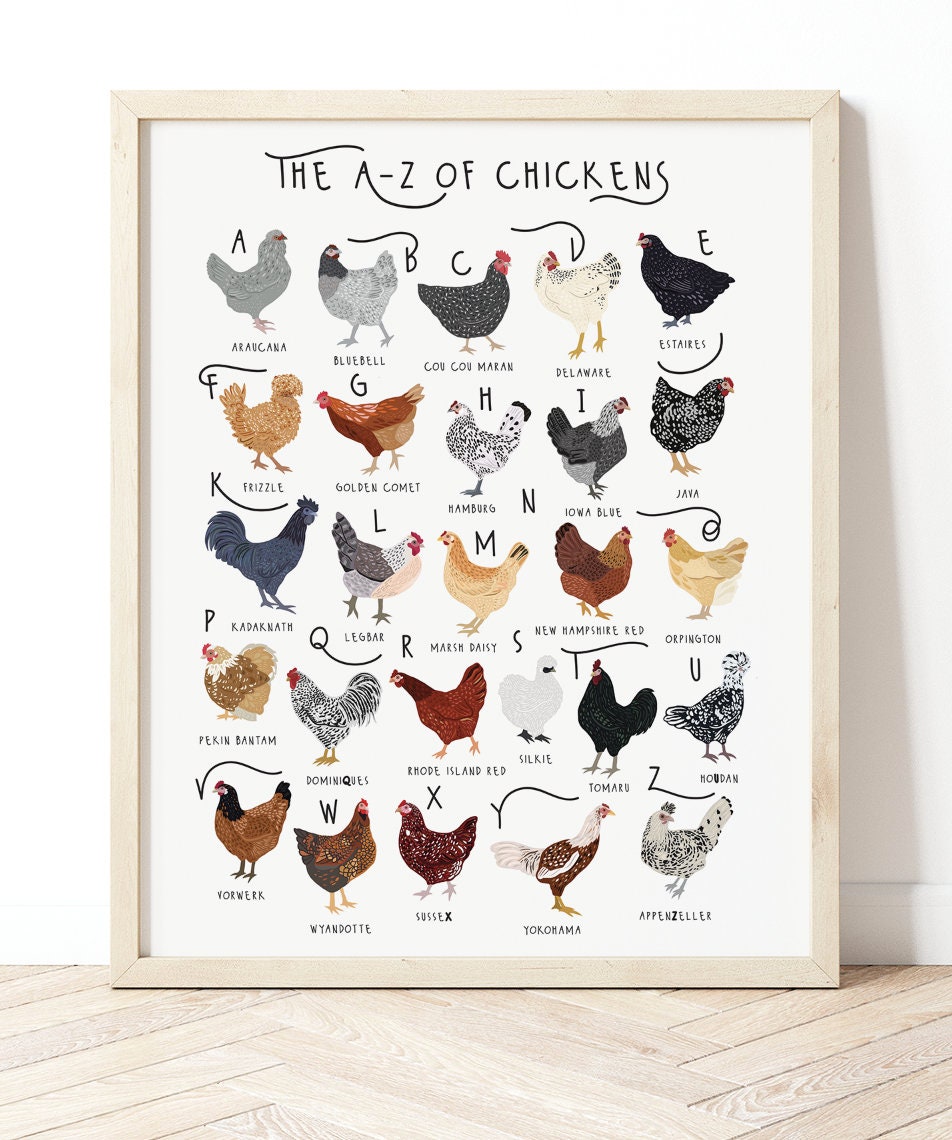 Craft Supplies & Tools Chicken knowledge poster The Chicken Alphabet ...