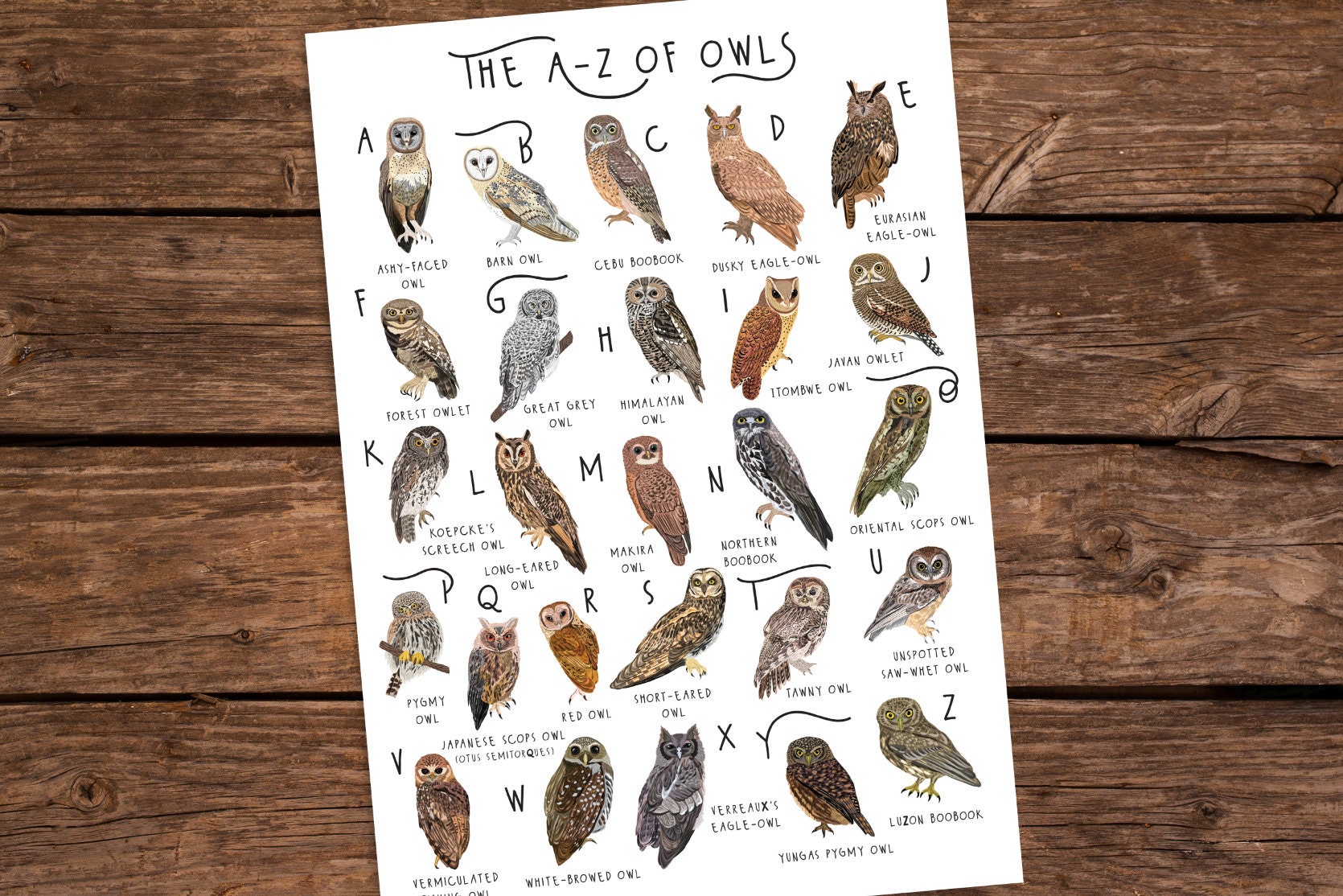 A-Z of Owls Poster, Owls Alphabet, Types of Owls Poster Illustration ...