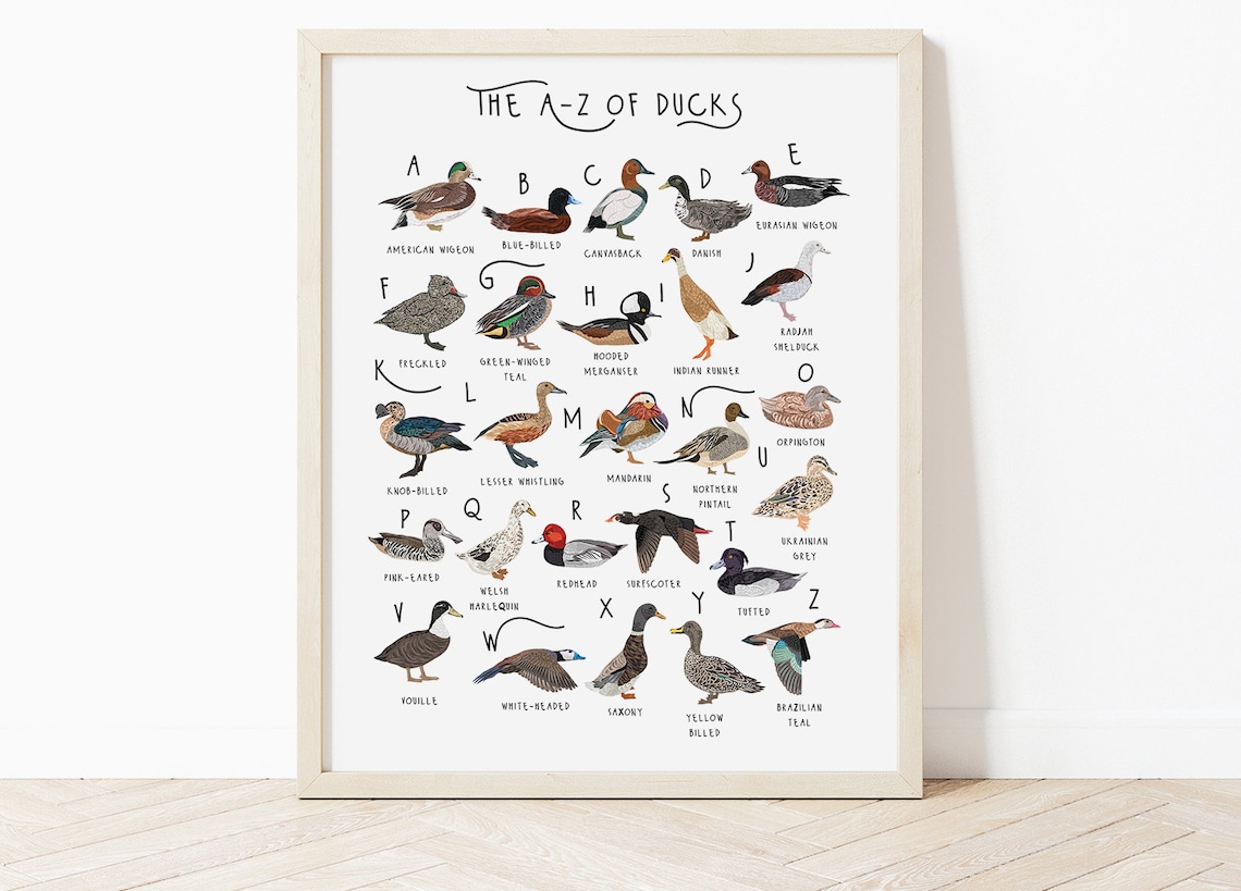 A-Z of Ducks Poster Ducks Alphabet Duck Poster Illustration - Etsy UK