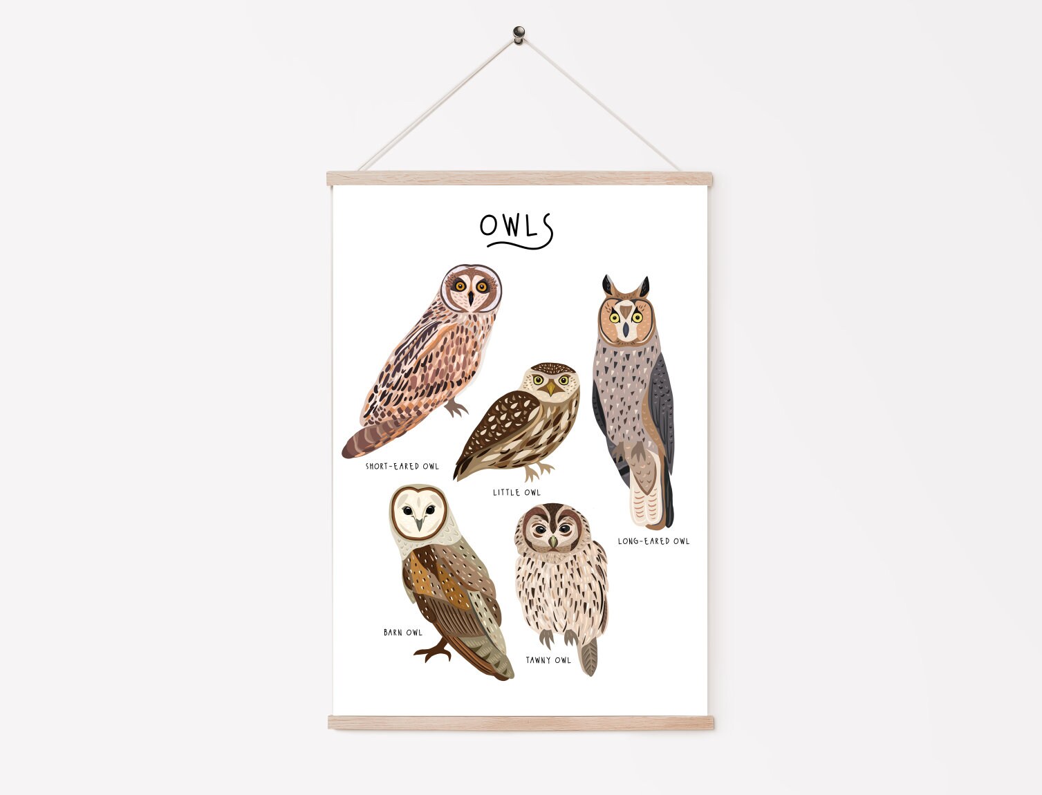 Owl Poster Types of Owls Nature Lovers Print Owl - Etsy