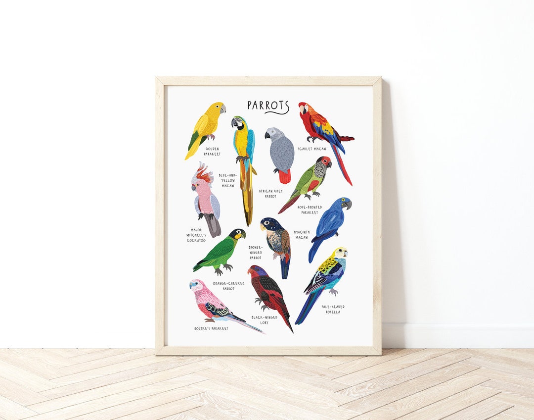 Parrots Poster, Tropical Bird Print, Parrot Illustration, Parrot Gift ...