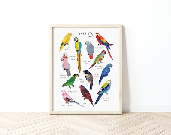 Parrots Poster Tropical Bird Print Parrot Illustration | Etsy