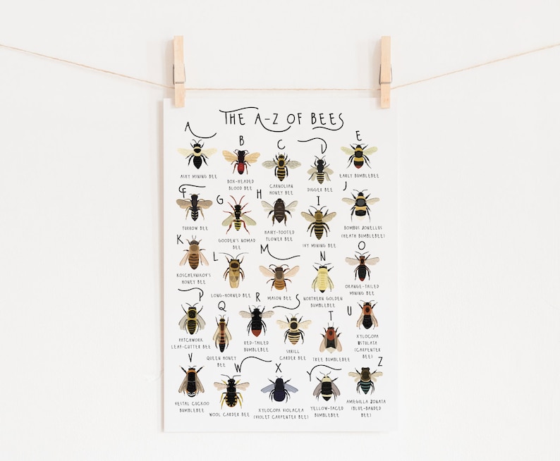 A-Z of Bees Bee Print Types of Bees Art Alphabet Poster - Etsy UK