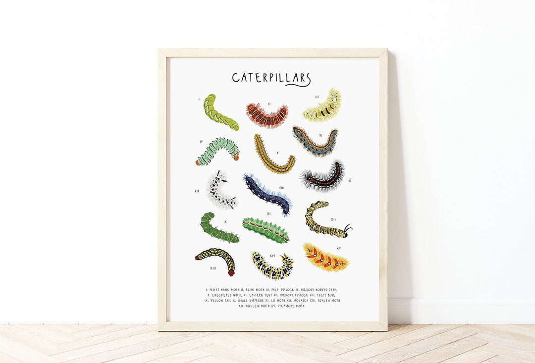Caterpillar Poster, Caterpillar Identification Print, Bugs Print ...