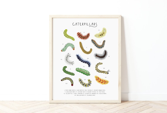 Caterpillar Poster Caterpillar Identification Print Bugs - Etsy