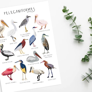 Pelican Poster, Types of Pelicans, Pelicaniformes, Heron Print ...