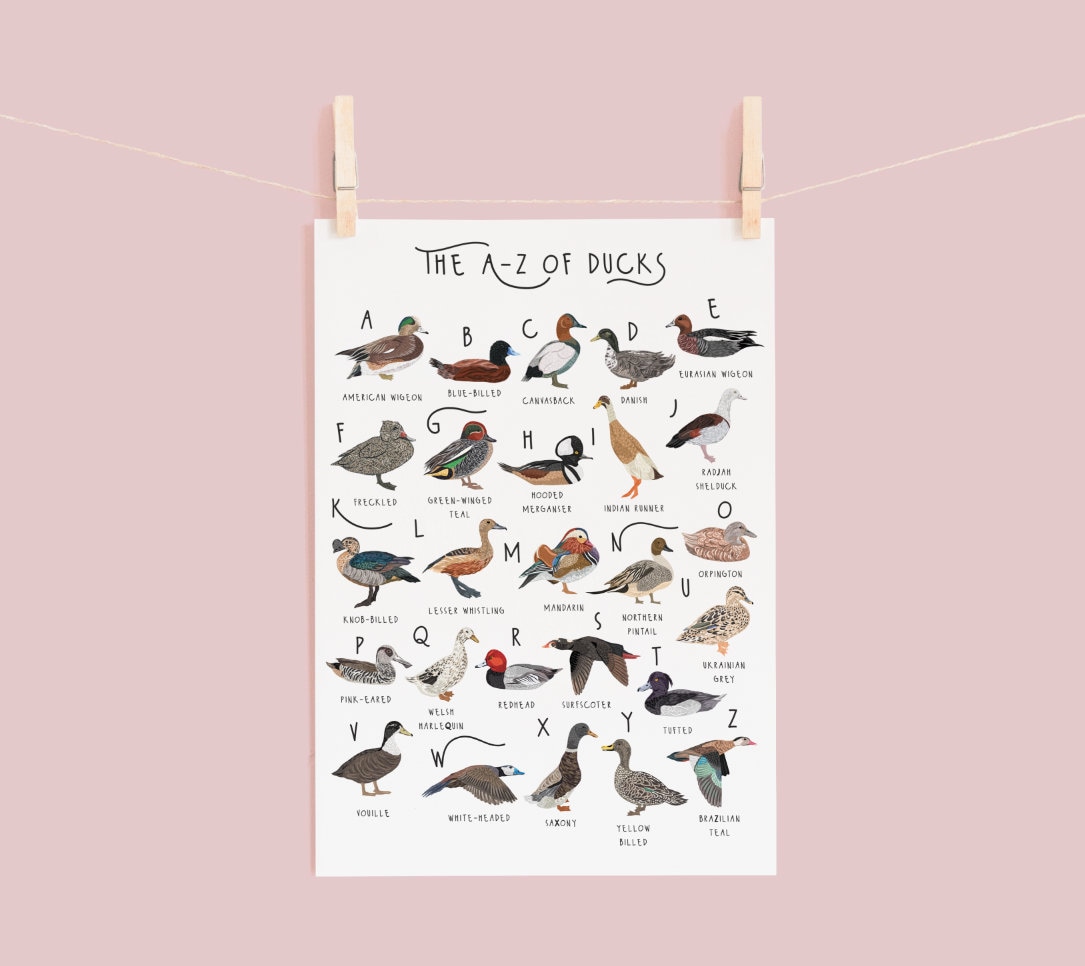 A-Z of Ducks Poster Ducks Alphabet Duck Poster Illustration - Etsy UK