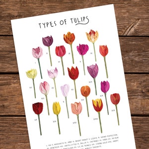 Tulips Print, Types of Tulips Poster, Flower Print, Flower ...