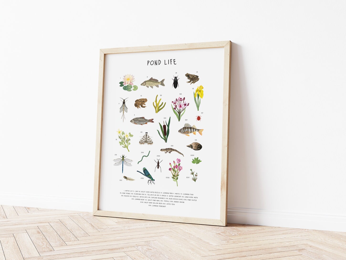 Pond Life Poster, Pond Identification Chart, Pond Lovers Gift, British ...