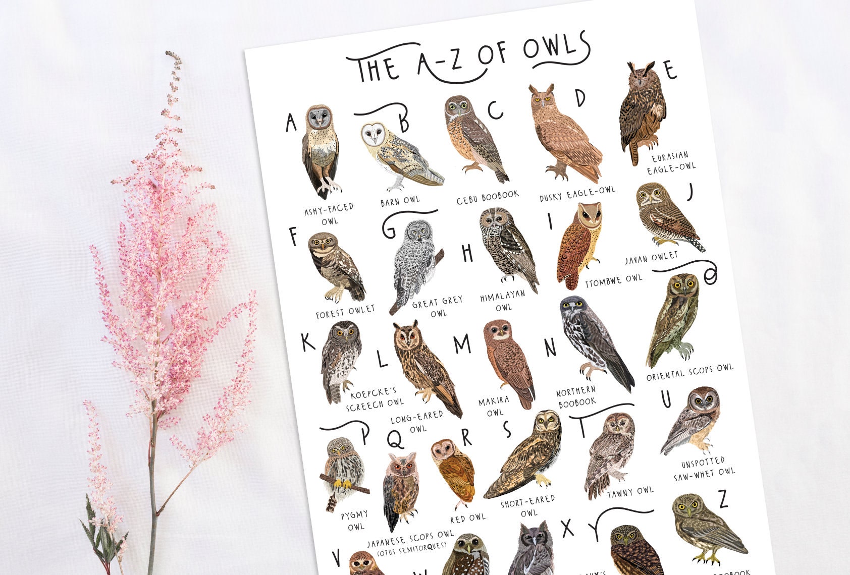 A-Z of Owls Poster, Owls Alphabet, Types of Owls Poster Illustration ...