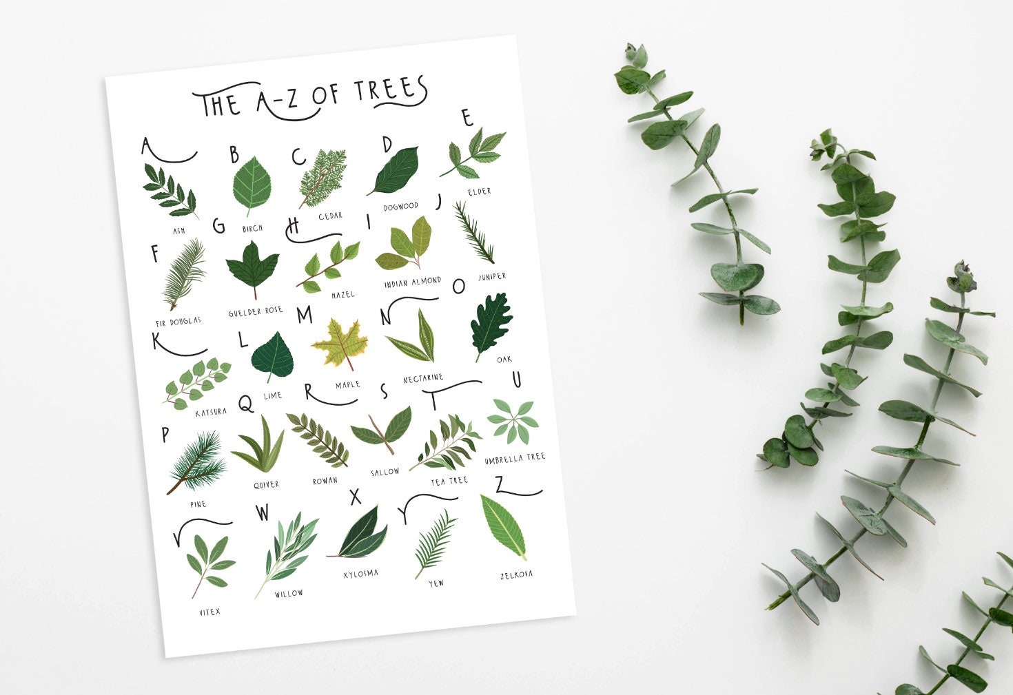 A-Z of Trees Alphabet Print Tree Identification Poster | Etsy