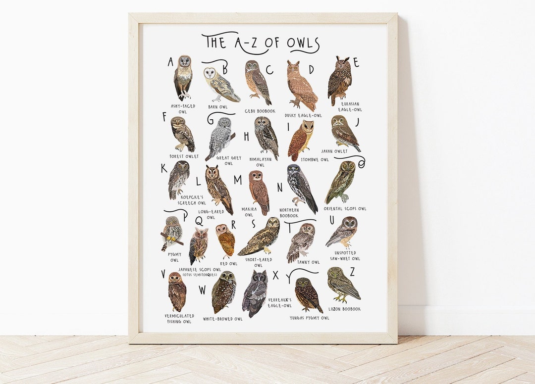A-Z of Owls Poster, Owls Alphabet, Types of Owls Poster Illustration ...