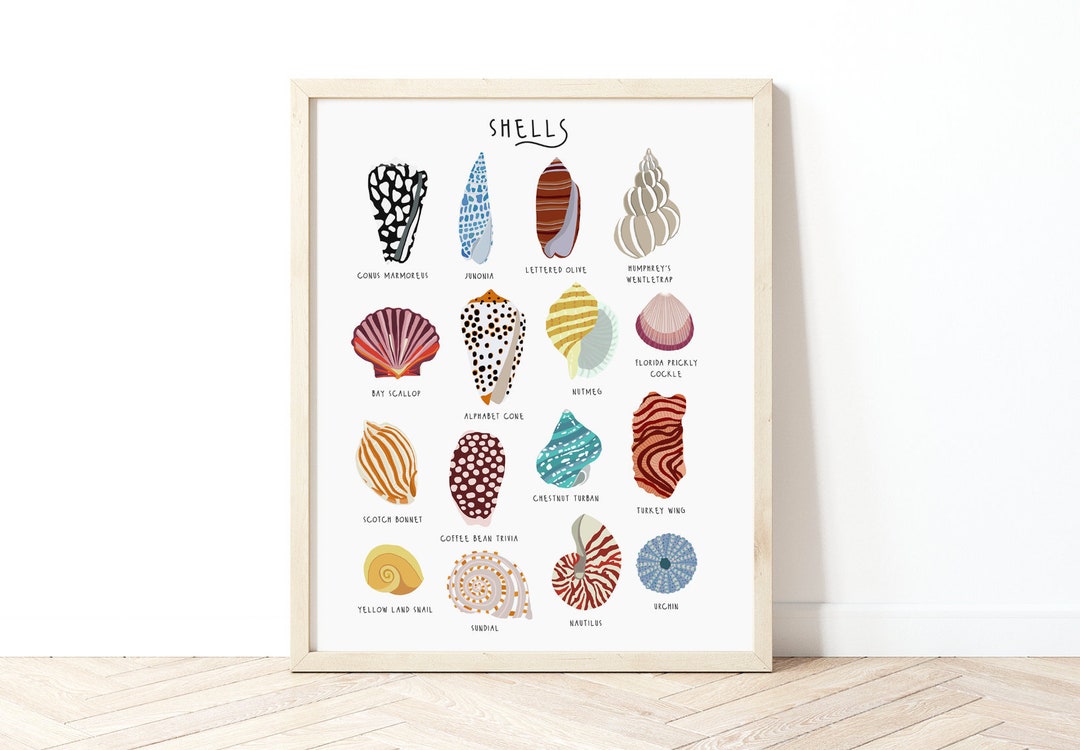 Sea Shells Illustration, Seaside Poster, Shells Identification Print ...