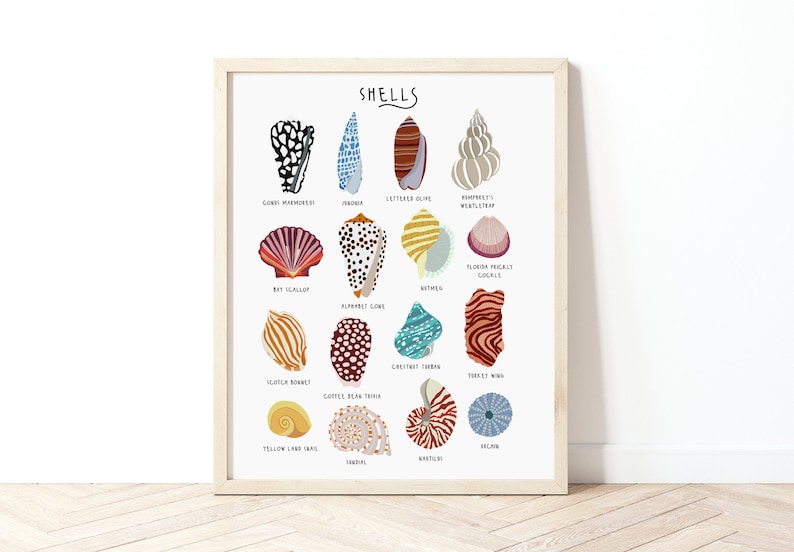Sea Shells Illustration Seaside Poster Shells Identification | Etsy