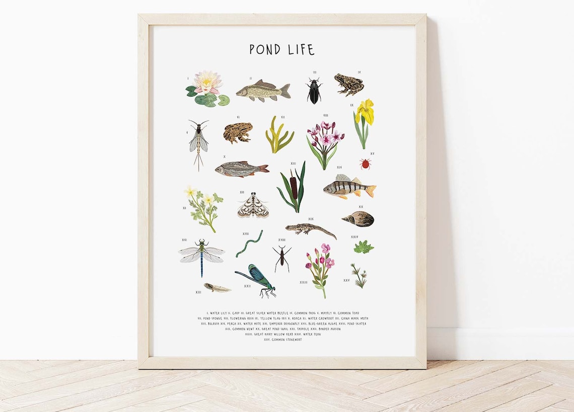 Pond Life Poster Pond Identification Chart Pond Lovers Gift - Etsy