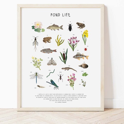 Pond Life Poster Pond Identification Chart Pond Lovers Gift - Etsy