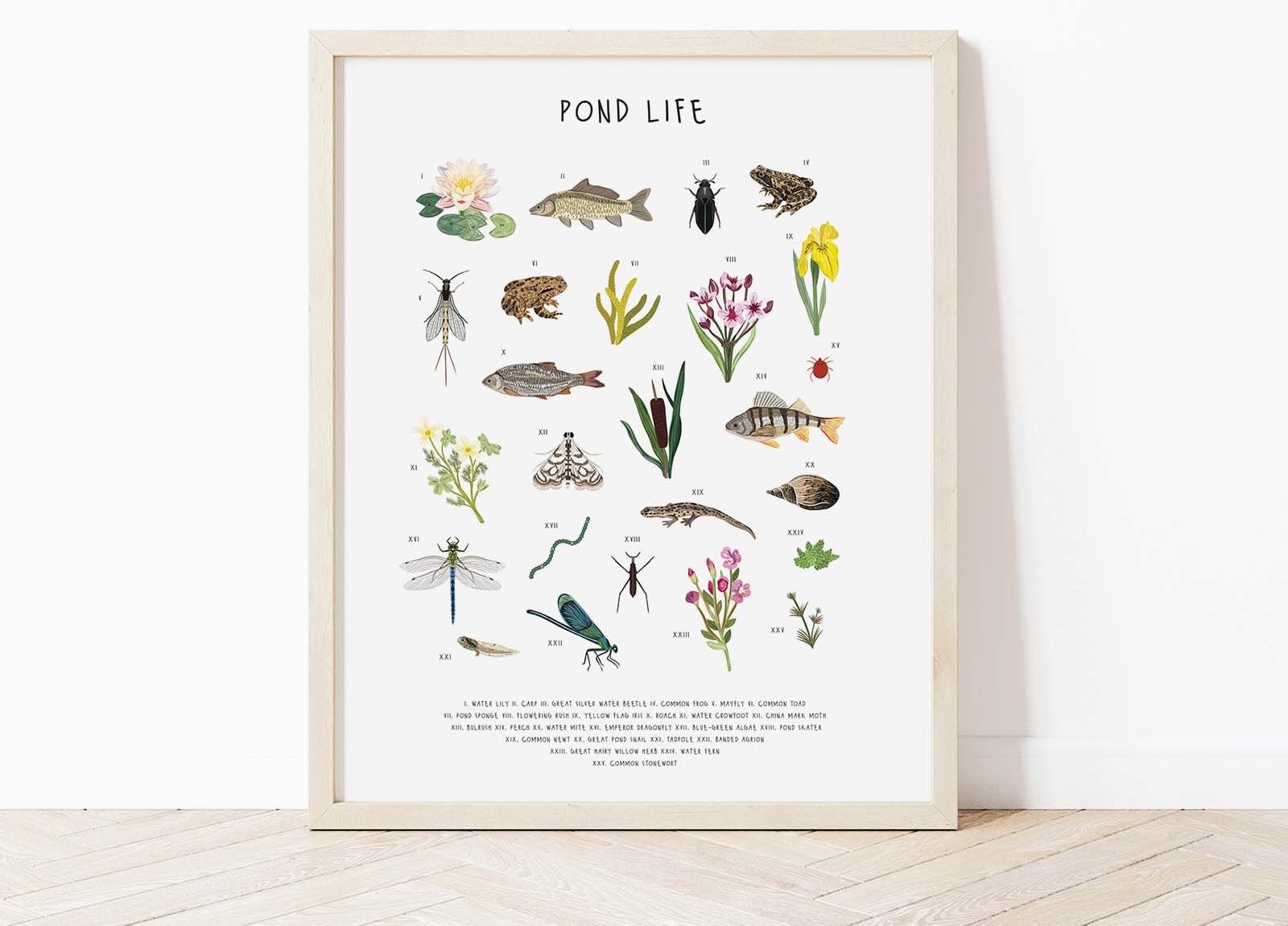 Pond Life Poster Pond Identification Chart Pond Lovers Gift | Etsy