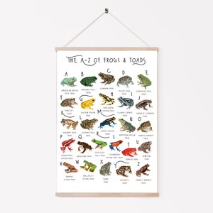 A-Z of Frogs & Toads Poster, Frogs Alphabet, Types of Frogs Print ...