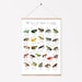 A-Z of Frogs & Toads Poster, Frogs Alphabet, Types of Frogs Print ...