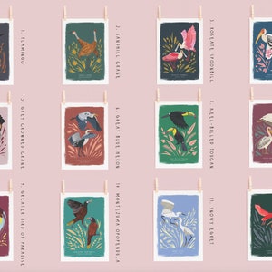 Any 3 Bird Posters, Mix and Match Print Deal, Bird Illustrations, Bird ...