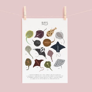 Types of Rays Print, Manta Ray Poster, Sea Life Identification, Sea ...