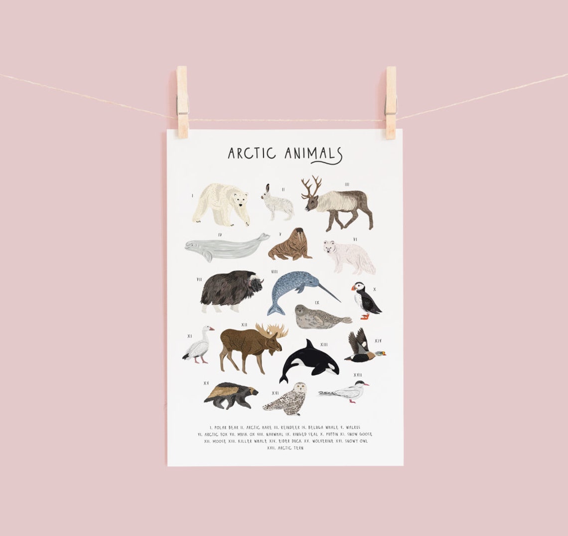 Arctic Animals Poster Nursery Wall Art Animal Poster Arctic - Etsy