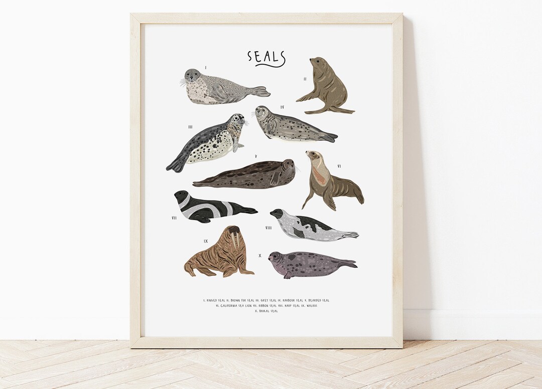 Types of Seals Print, Seals Poster, Seals Print, Seals Gift ...