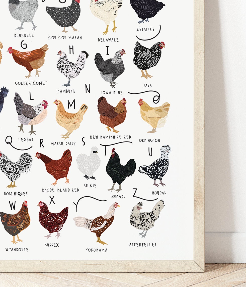 Craft Supplies & Tools Chicken knowledge poster The Chicken Alphabet ...