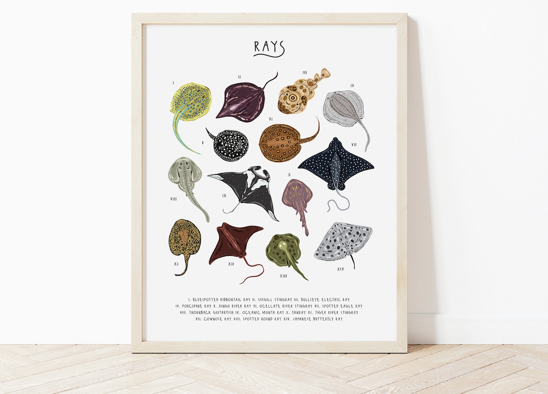Types of Rays Print, Manta Ray Poster, Sea Life Identification, Sea ...