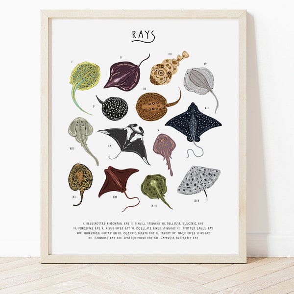 Types of Rays - Etsy