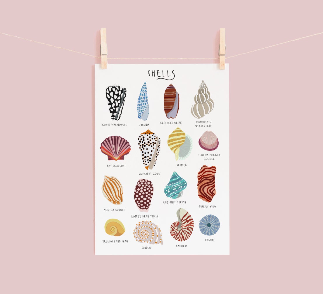 Sea Shells Illustration Seaside Poster Shells Identification | Etsy