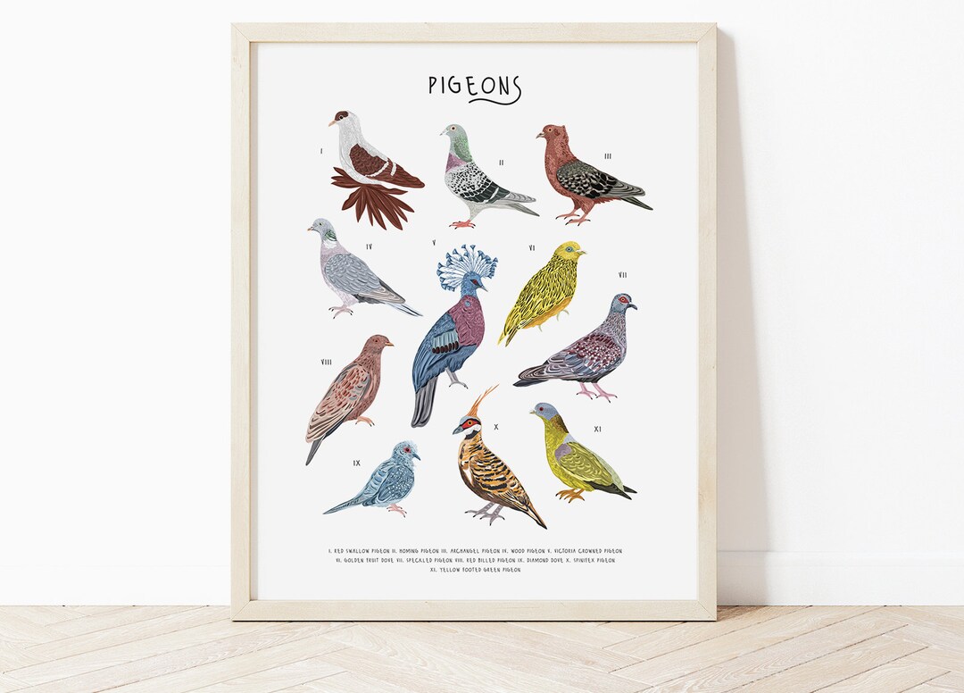 Types of Pigeons Print, Pigeons Poster, Pigeons Print, Pigeon Gift ...