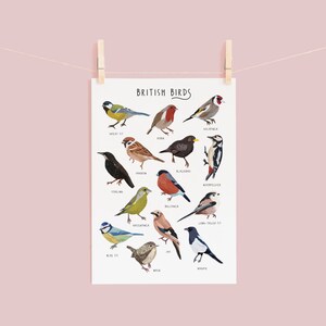 British Birds Poster, Bird Identification Print, Natural History Poster ...