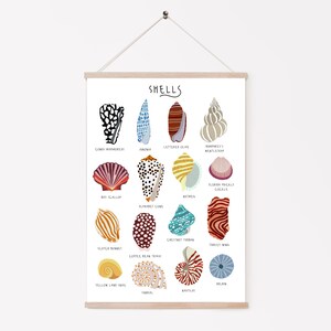 Sea Shells Illustration, Seaside Poster, Shells Identification Print ...