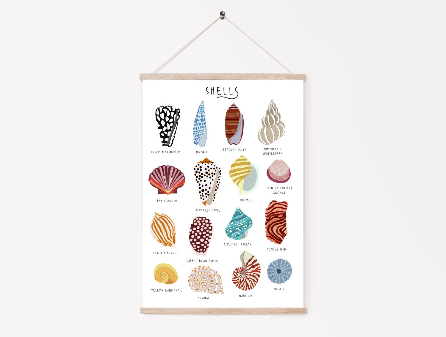Sea Shells Illustration Seaside Poster Shells Identification | Etsy