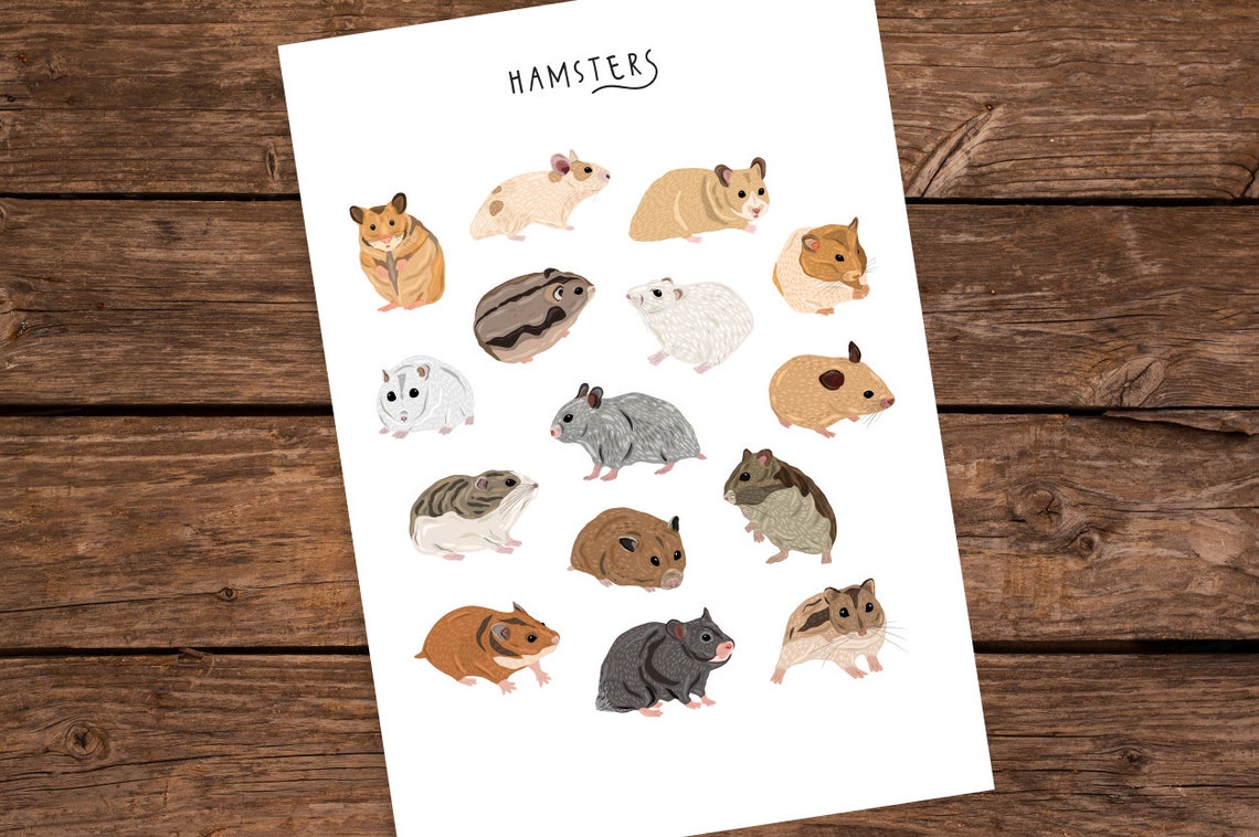 Hamsters Poster, Hamsters Illustration, Pet Hamsters, Hamsters Lover ...