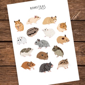 Hamsters Poster, Hamsters Illustration, Pet Hamsters, Hamsters Lover ...
