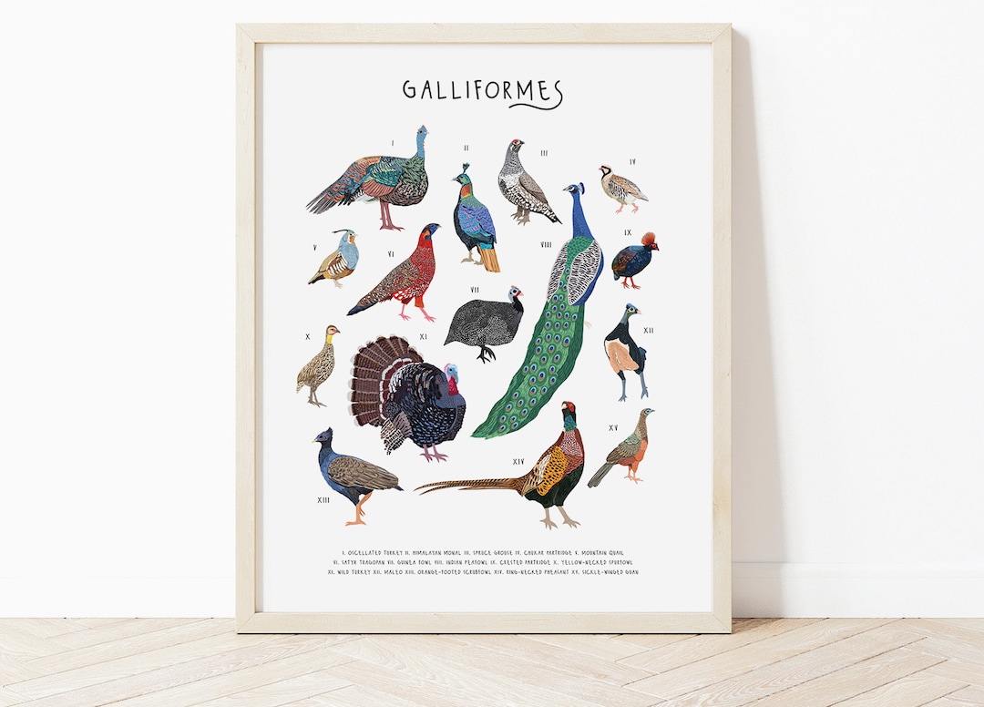Galliformes Poster, Galliformes Print, Types of Birds Print, Bird ...
