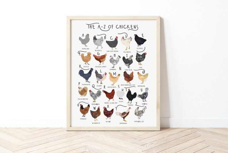 A-Z Of Chickens Poster Chicken Print Chicken Breeds Art | Etsy