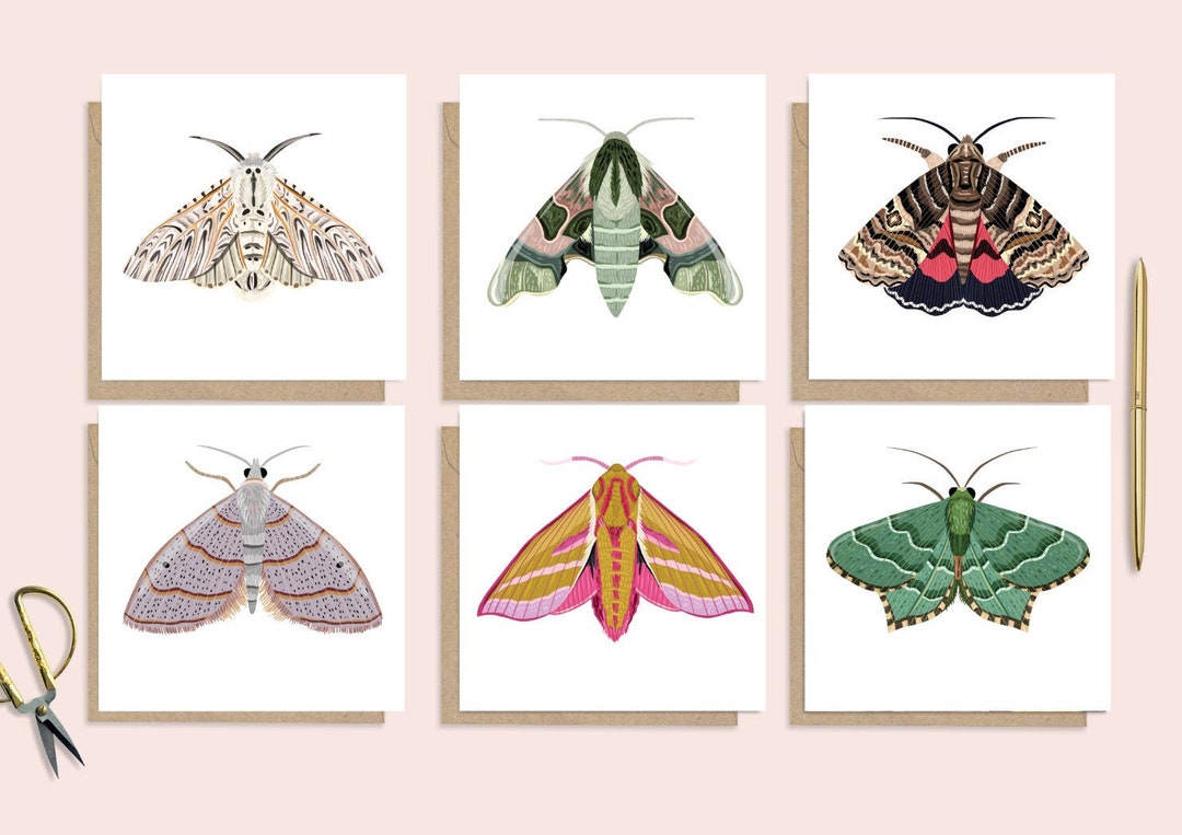 Set of 6 Moth Cards Types of Moths Cards Beautiful Moth - Etsy
