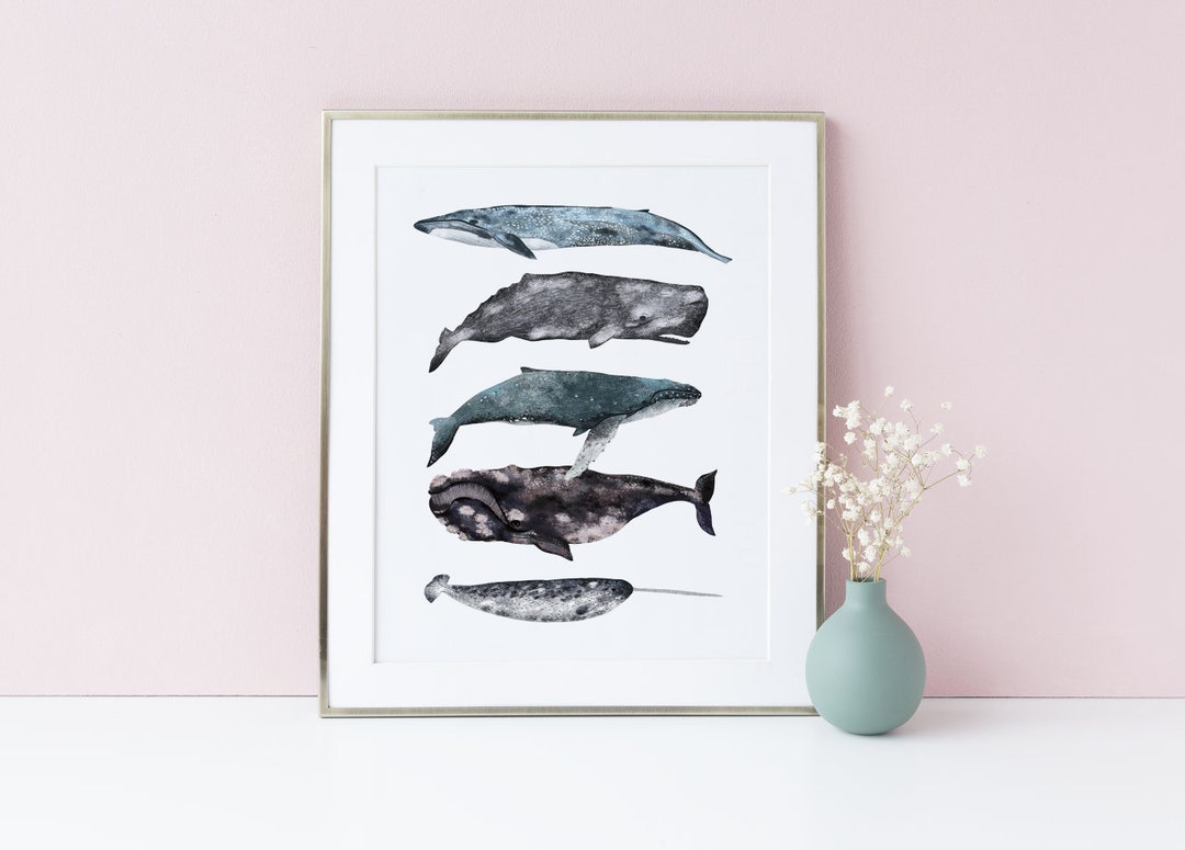 Whales Illustrated Poster, Different Types of Whales, Nautical Art ...