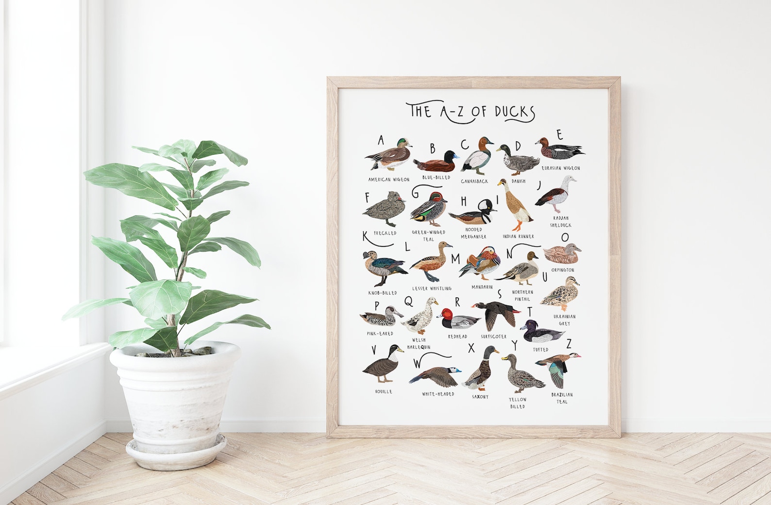 A-Z of Ducks Poster Ducks Alphabet Duck Poster Illustration - Etsy UK