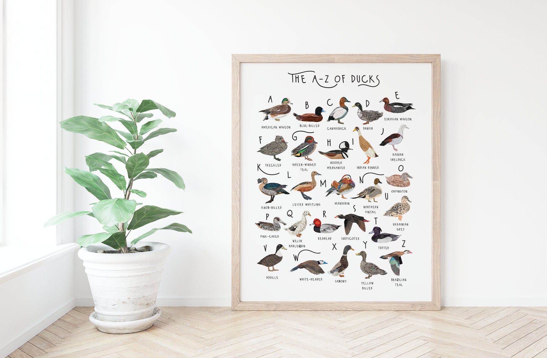 A-Z of Ducks Poster Ducks Alphabet Duck Poster Illustration - Etsy UK
