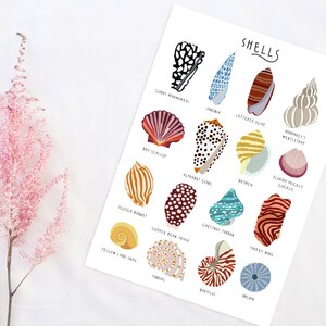 Sea Shells Illustration, Seaside Poster, Shells Identification Print ...