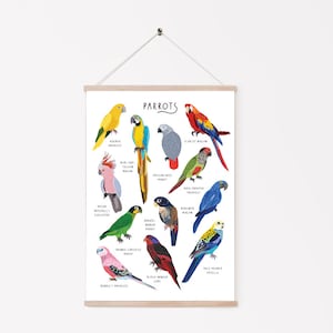 Parrots Poster, Tropical Bird Print, Parrot Illustration, Parrot Gift ...