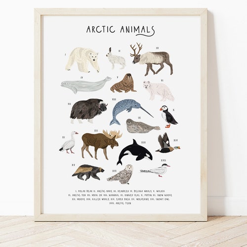 Arctic Animals Poster Nursery Wall Art Animal Poster Arctic - Etsy