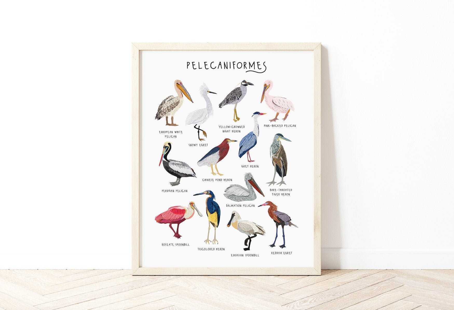 Types Of Pelicans Birds